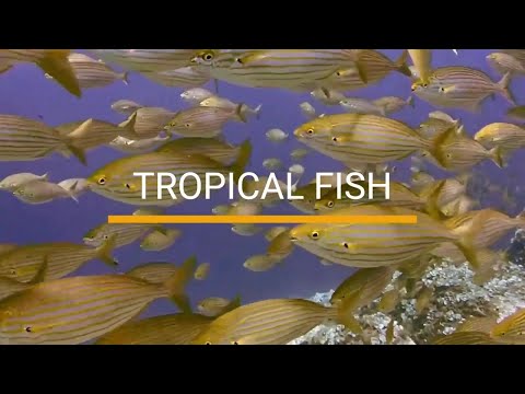 TROPICAL YELLOW-WHITE | FISH| AMBIENT MEDITATION MUSIC | PRETTY |UNDRWATER SOUNDS | FORMATION