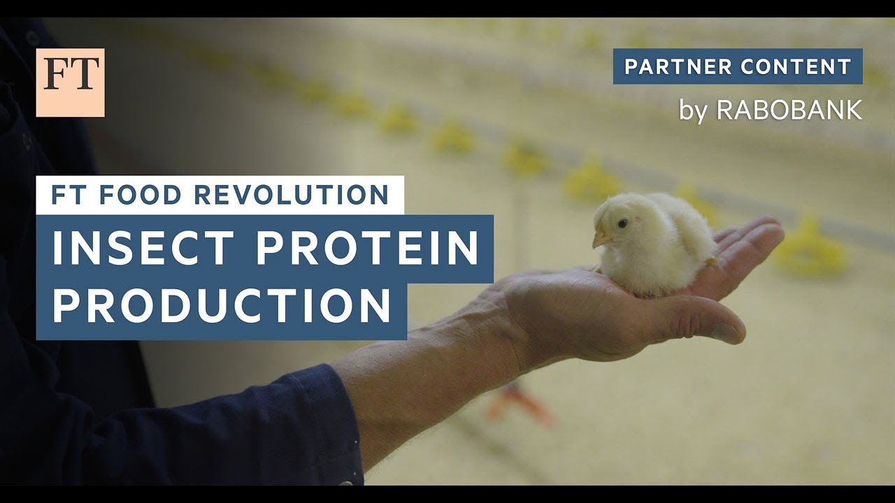 How insect farming is providing sustainable feed for chickens | FT Food Revolution