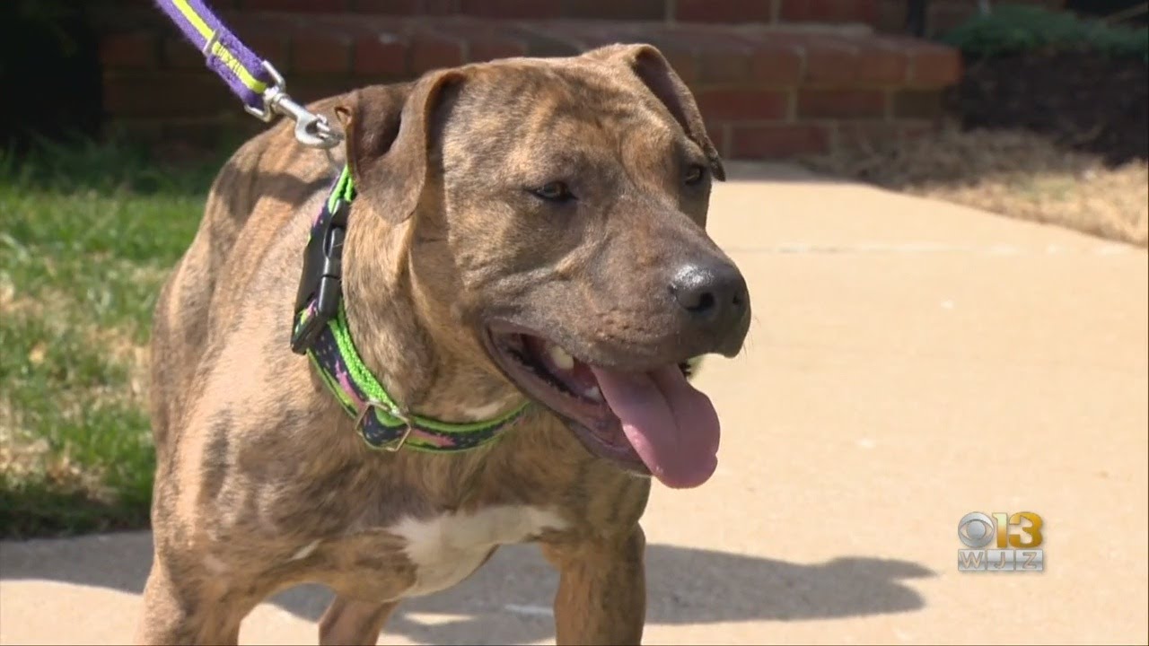 Tips To Keep Pets Safe During Heat Wave