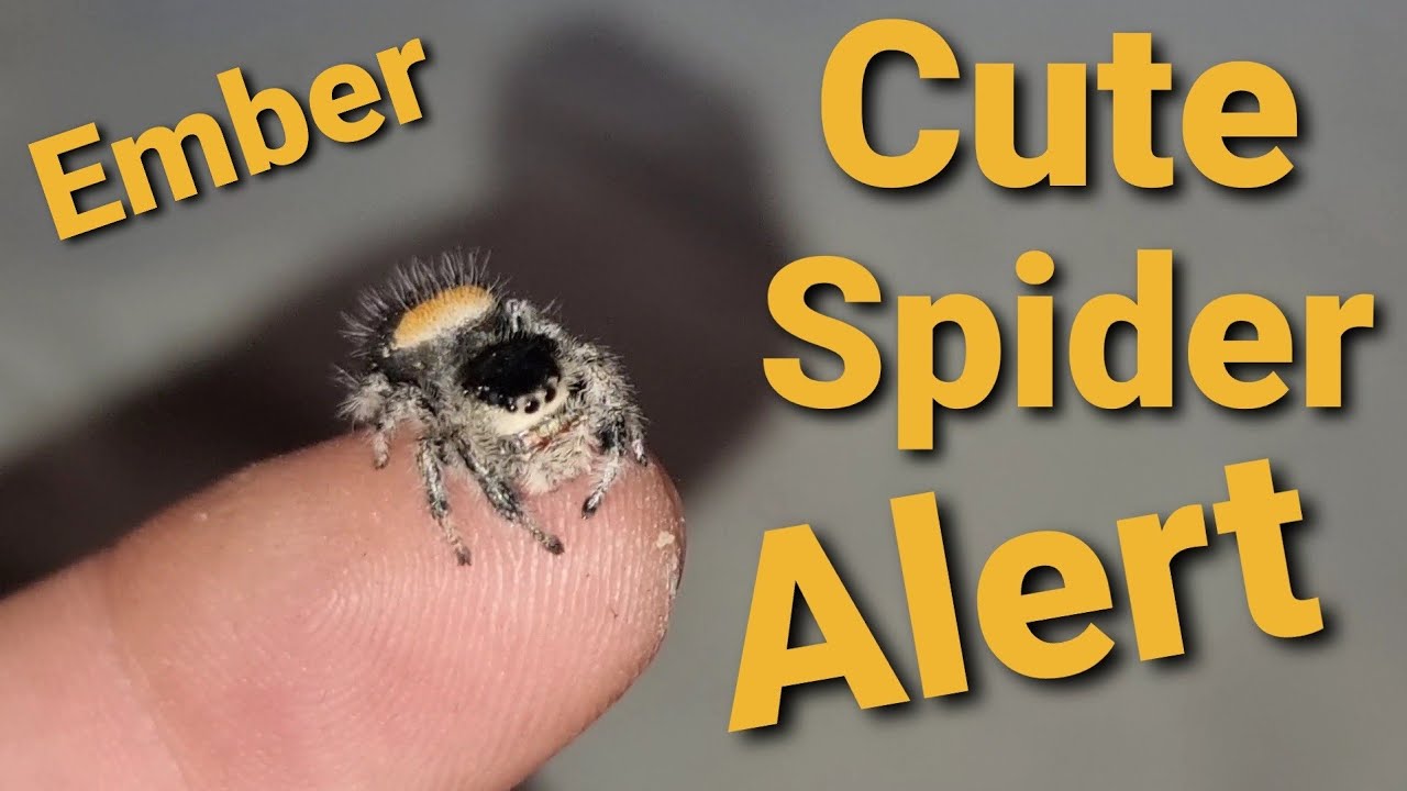 This is Ember The Cutest Jumping Spider in the WORLD!