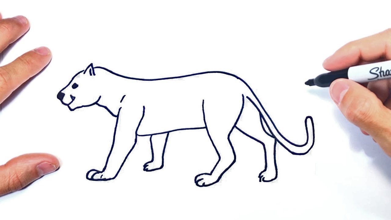 Cómo dibujar un Puma Paso a Paso | Dibujo de Puma