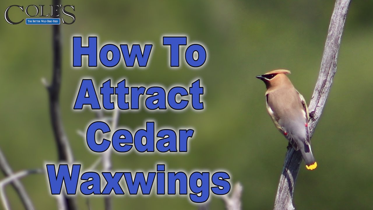 How To Attract Cedar Waxwings And What To Feed Them