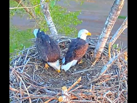 Kansas Bald Eagles 09 25 23 711am 🦅Dad arrives with a branch 🦅Mom joins him