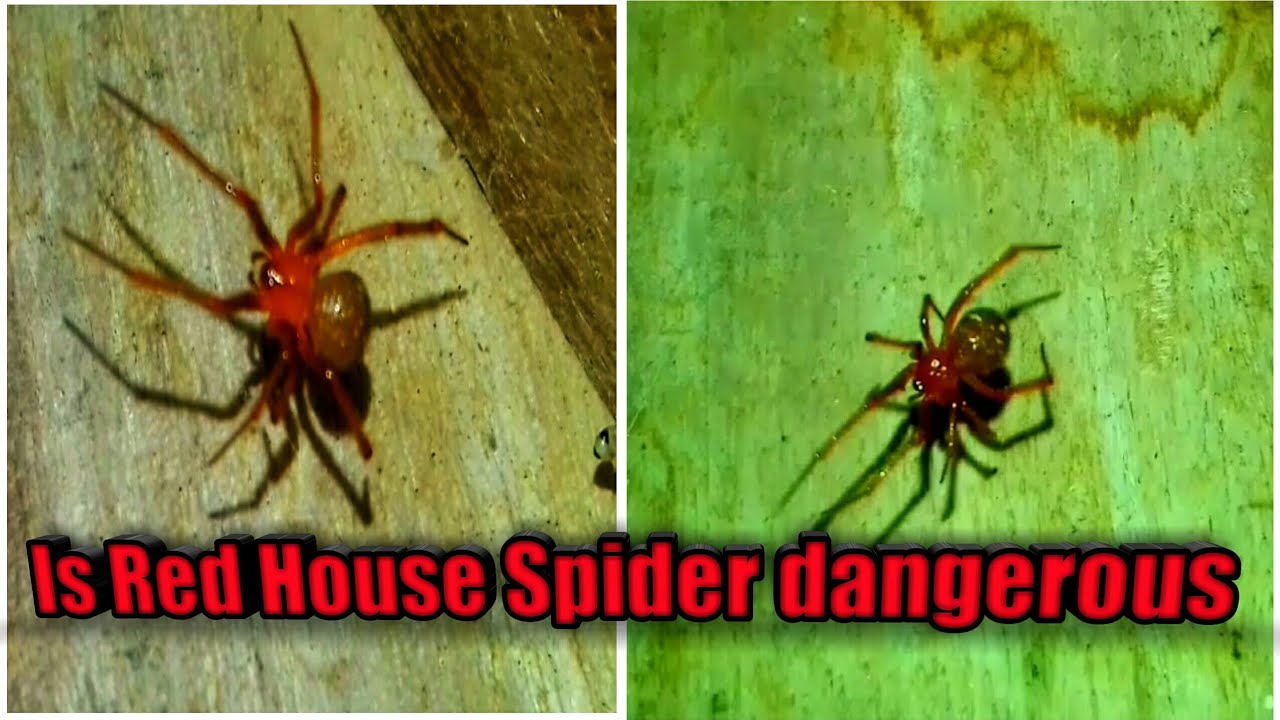 Red house spider dangerous