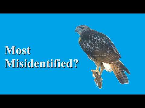 Identify Birds: Red-tailed Hawk