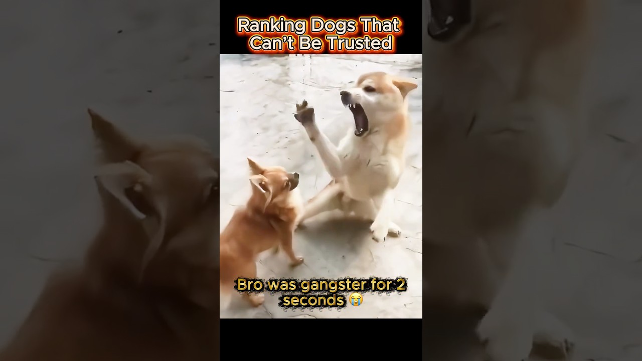 This is NOT normal dog behavior… right🐶😭