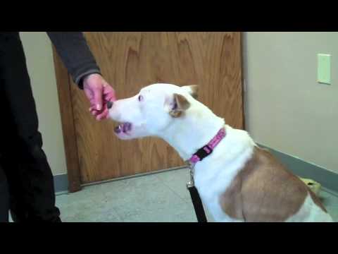 ADOPTED! Victoria- Geauga Dog Warden (Now at Rescue Village)