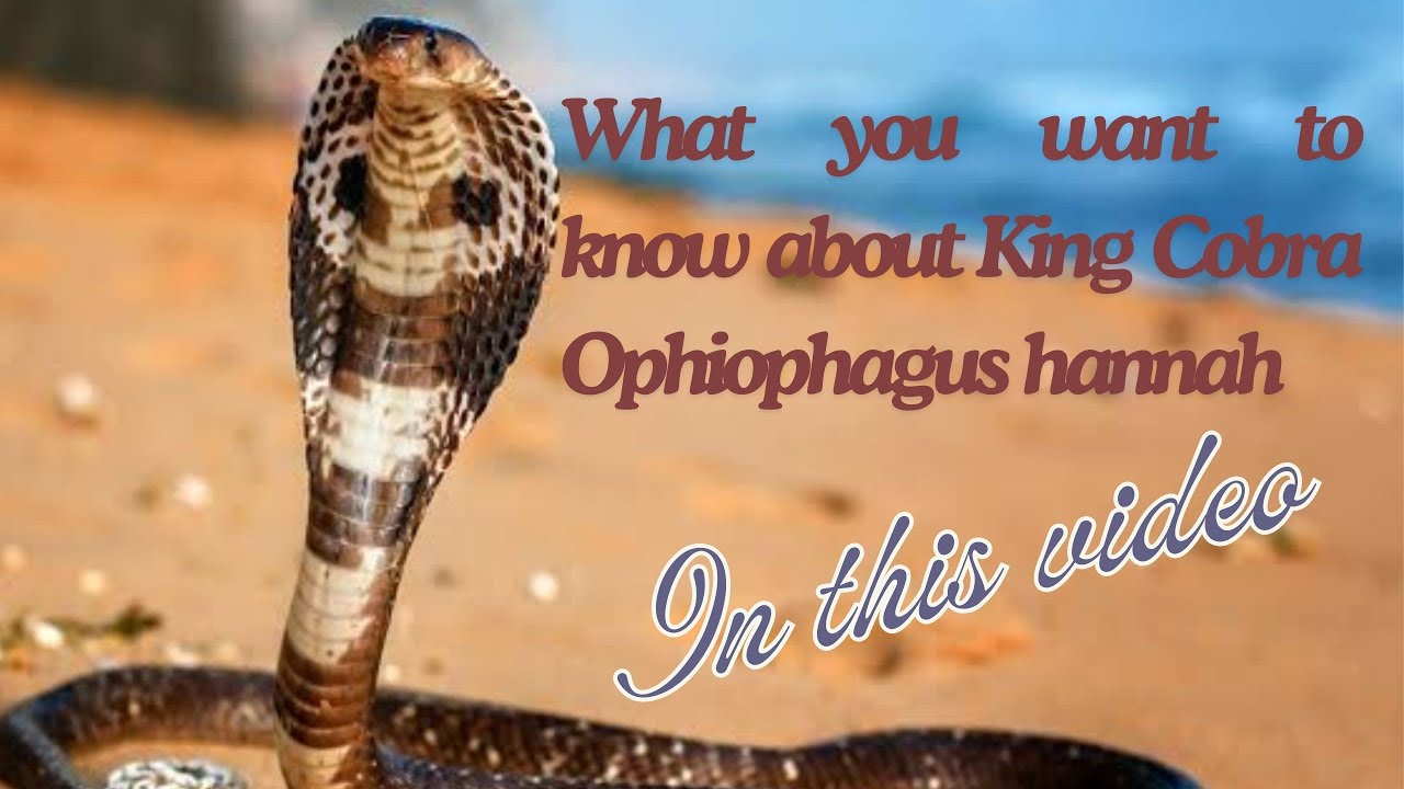 King Cobra - Ophiophagus hannah
