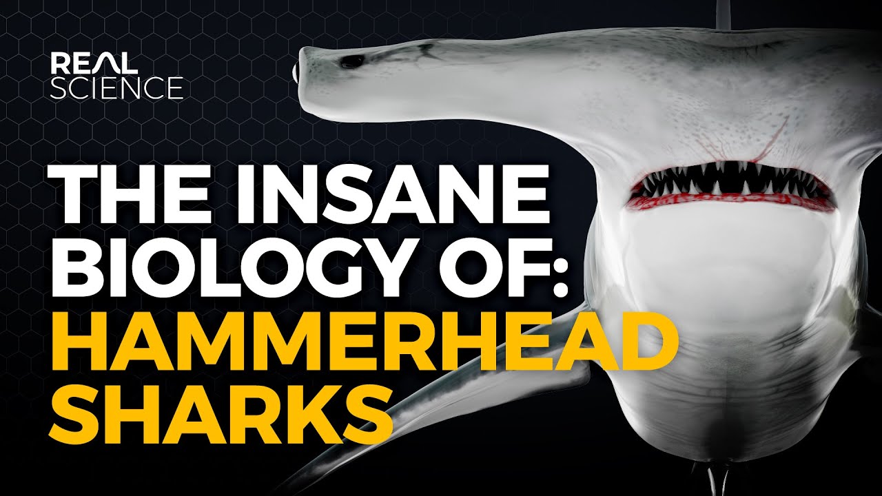 The Insane Biology of Hammerhead Sharks: Evolution, Adaptations, and ...