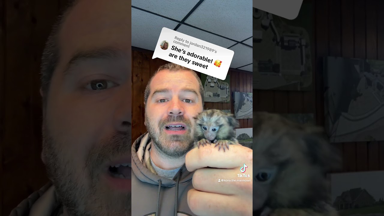 Do monkeys make good pets? Kona The Marmoset #monkey #babymonkey #animals #cute