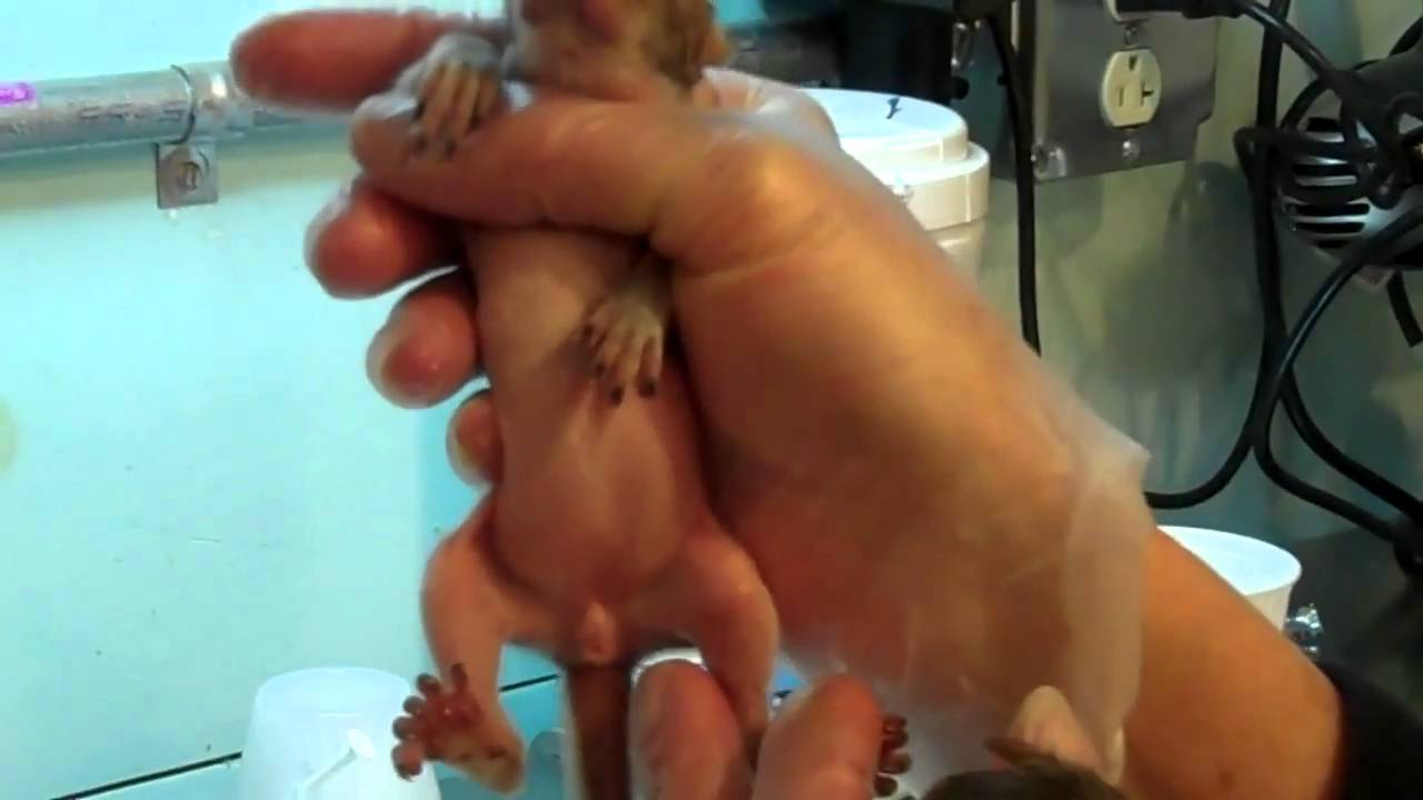 The difference between male and female squirrels