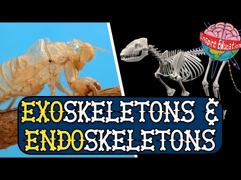 Exoskeleton and Endoskeleton Video Lecture - Biology for JAMB