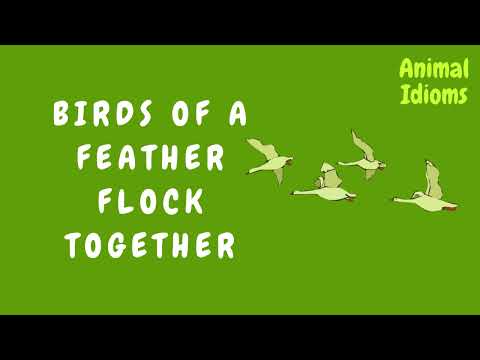 Animal idioms - Birds of a feather flock together