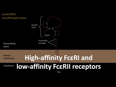 High affinity and low affinity Fc receptors
