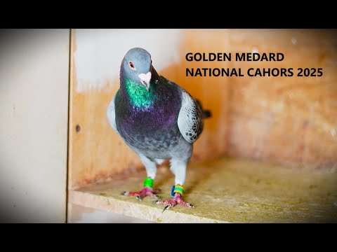 5th Long Distance Race 2025 - NATIONAL CAHORS - 750km Race - Gino Clicque Golden Medard