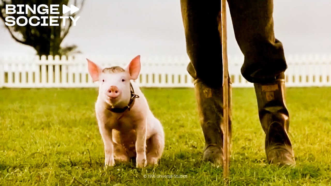 Babe, el puerquito valiente | No dejes de creer en tu cerdo