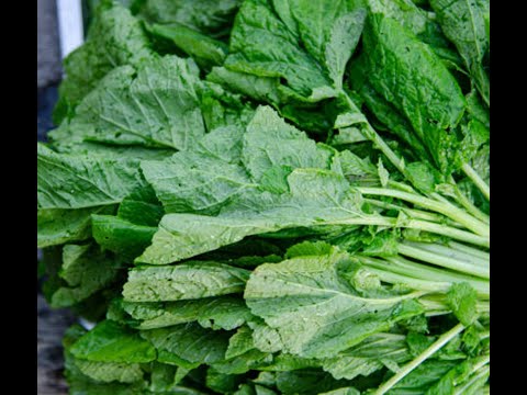 Mustard Greens 101 - Nutrition and Health Benefits