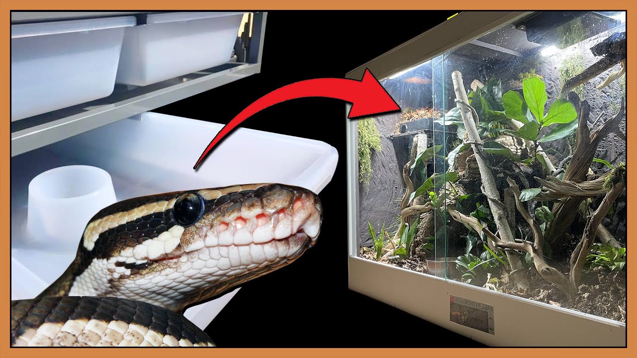 How to Transition a Ball Python From Rack to Enclosure Life