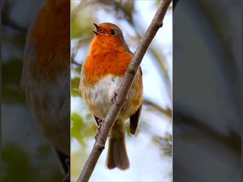 Unbelievable Morning Bird Songs β The Ultimate Natural Soundscape for Sleep, Focus & Relaxation
