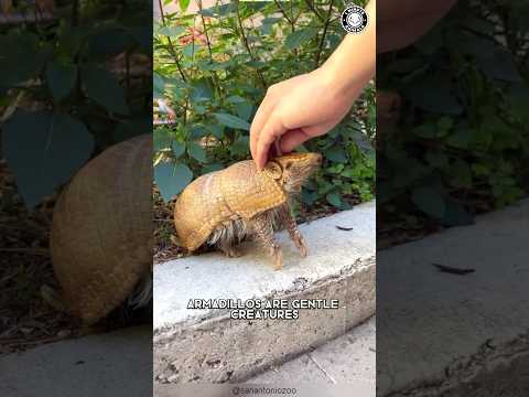 Armadillo π¦ Rolls Into a Ball for Survival!