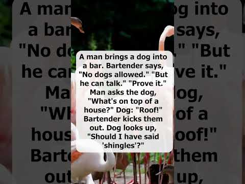 A man brings a dog into a bar #funnyquotes #quotes #funny #jokes #jokesquotes #newvideo #subscriber