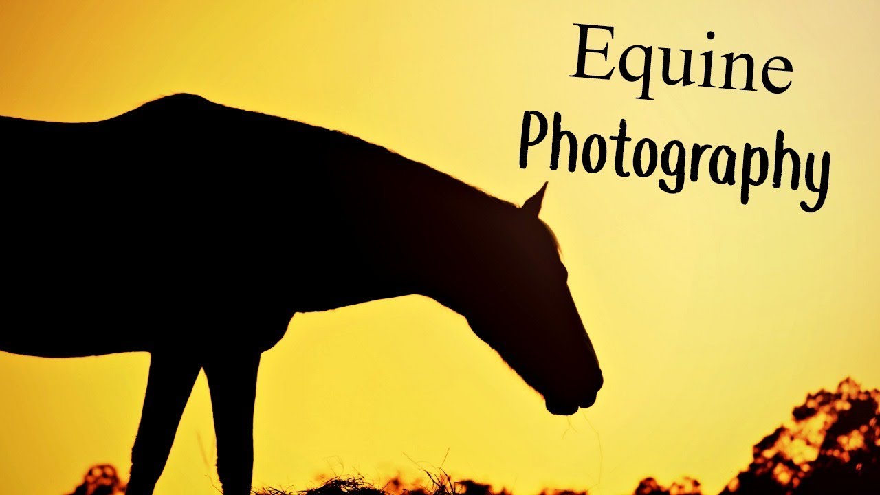 Equine Silhouette Photography