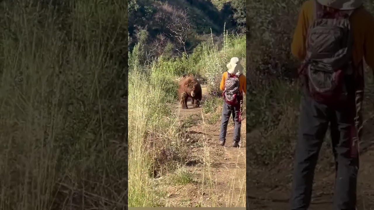 Terrifying video shows a large bear charging at a hiker in Angeles National Forest