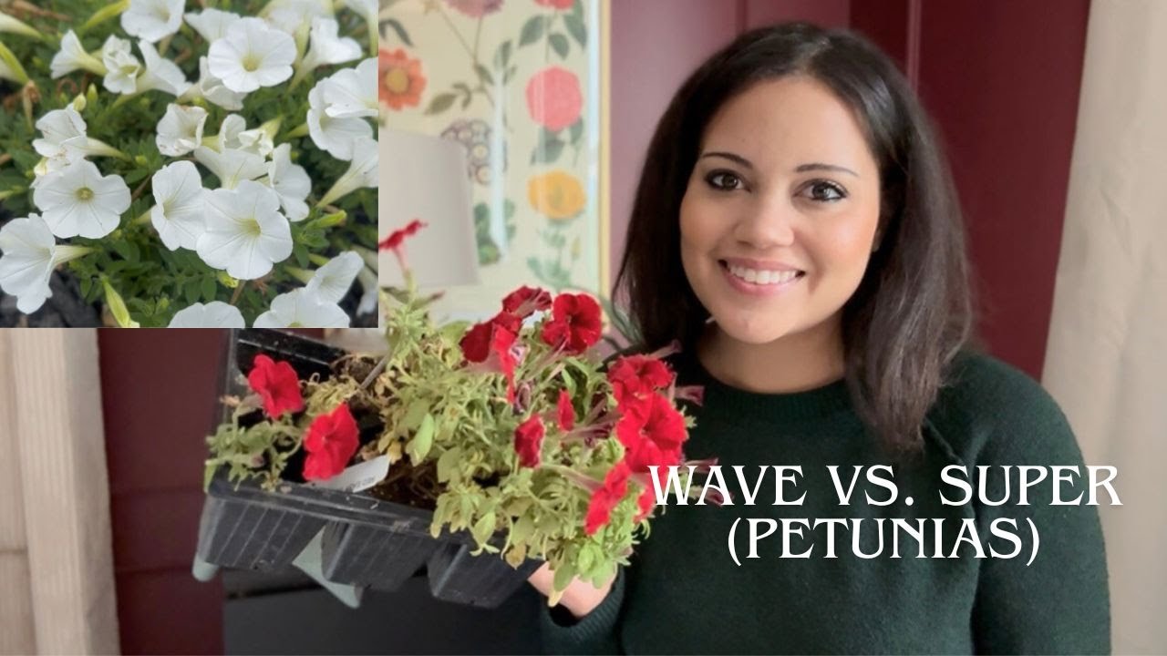 Wave Garden Petunias vs  Proven Winners Supertunias  // What's the Difference?