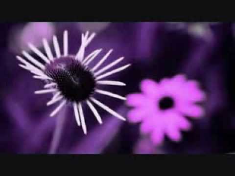 Serenade- Steve miller band