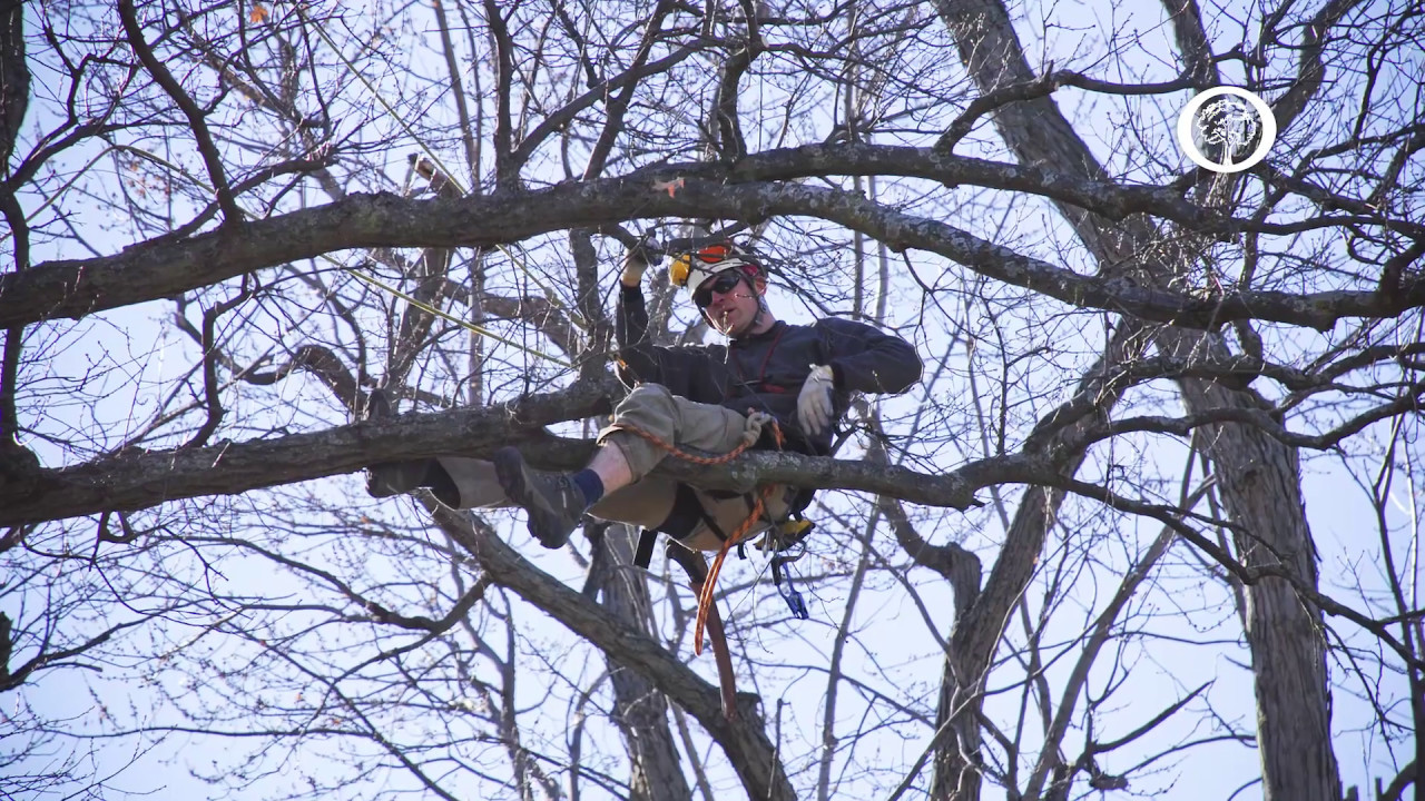 Ask an Arborist: How do I Hire an Arborist?