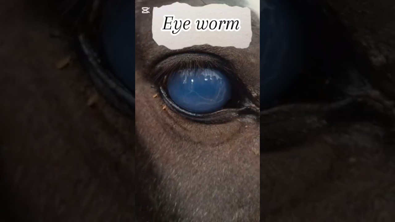 🐴👁️ Eye worm in horses! #HorseEye #EquineHealth #EyeWorm #HorseCare #VetTips #DrMohamedAbdoRizk