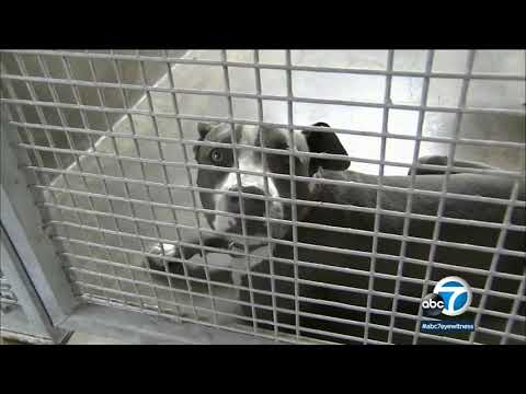 spcaLA centers offering major discount to adopt big-breed dogs I ABC7