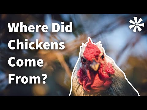 WHERE Did Chickens Come From? 🤔