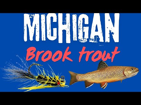 Michigan Brook Trout Fishing