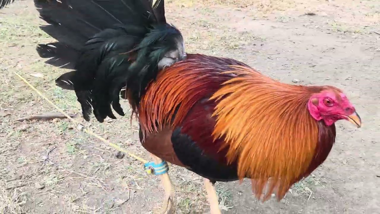 JTP RAPTORS BROODCOCK