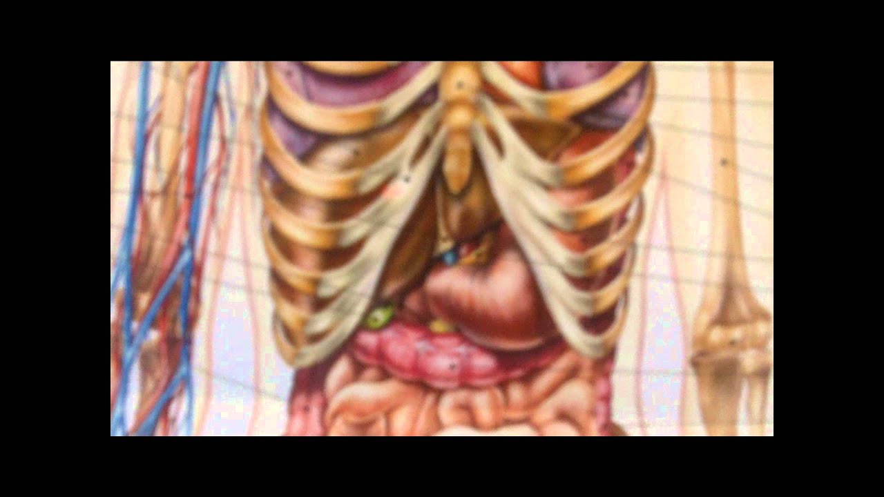 Reference Poster Of The Human Body