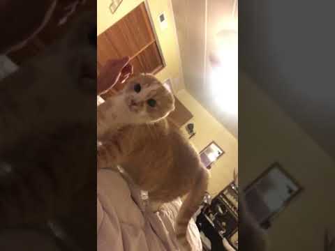 My Cat Gets Scared of my Facemask (Original Video)