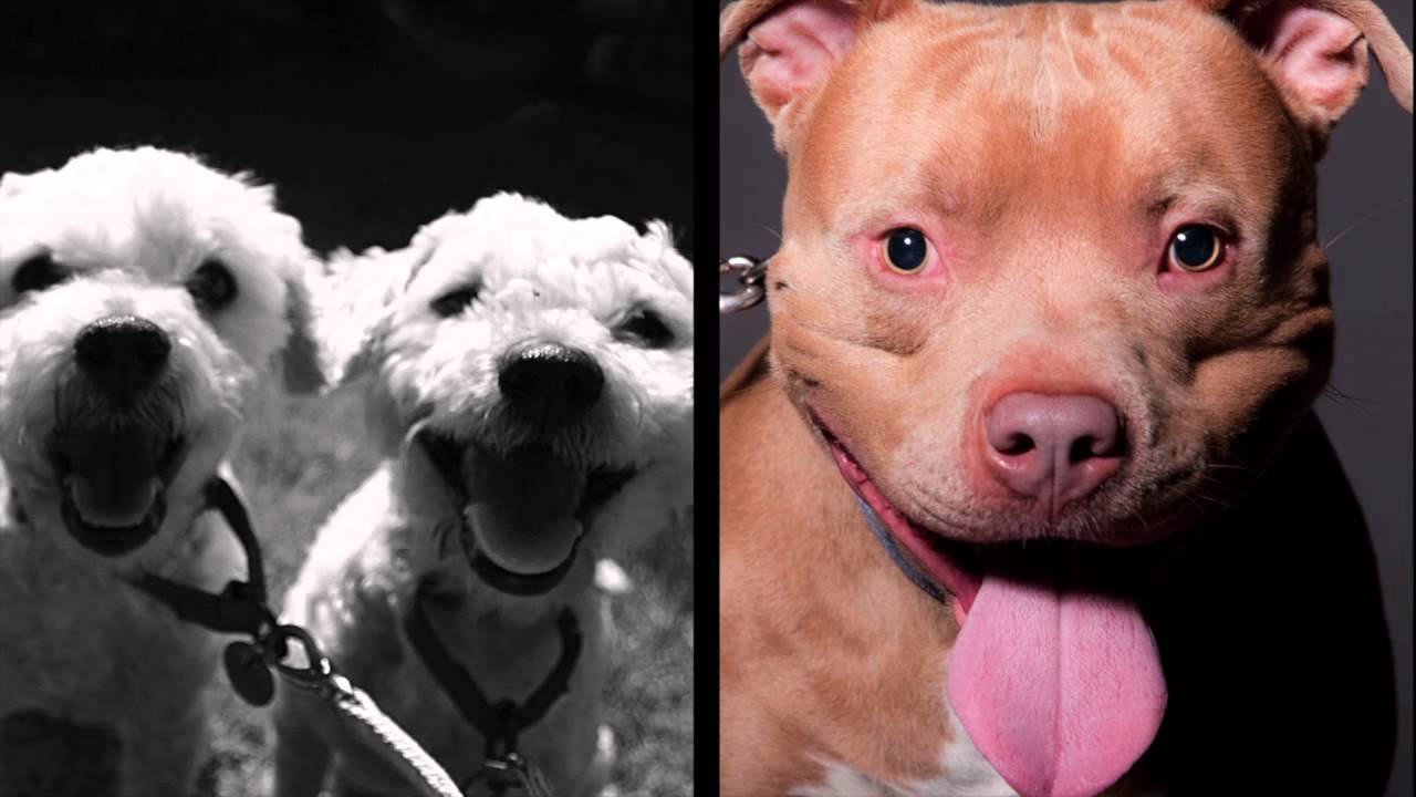 Anaca Ramirez at RAW:Seattle Holiday RAWk 12/1/2012