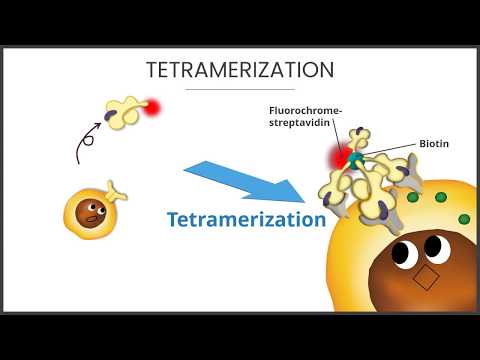 【MHC Tetramer】3. What is the MHC tetramer