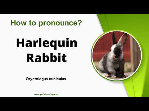 How to Say Harlequin Rabbit [ American Accent ]
