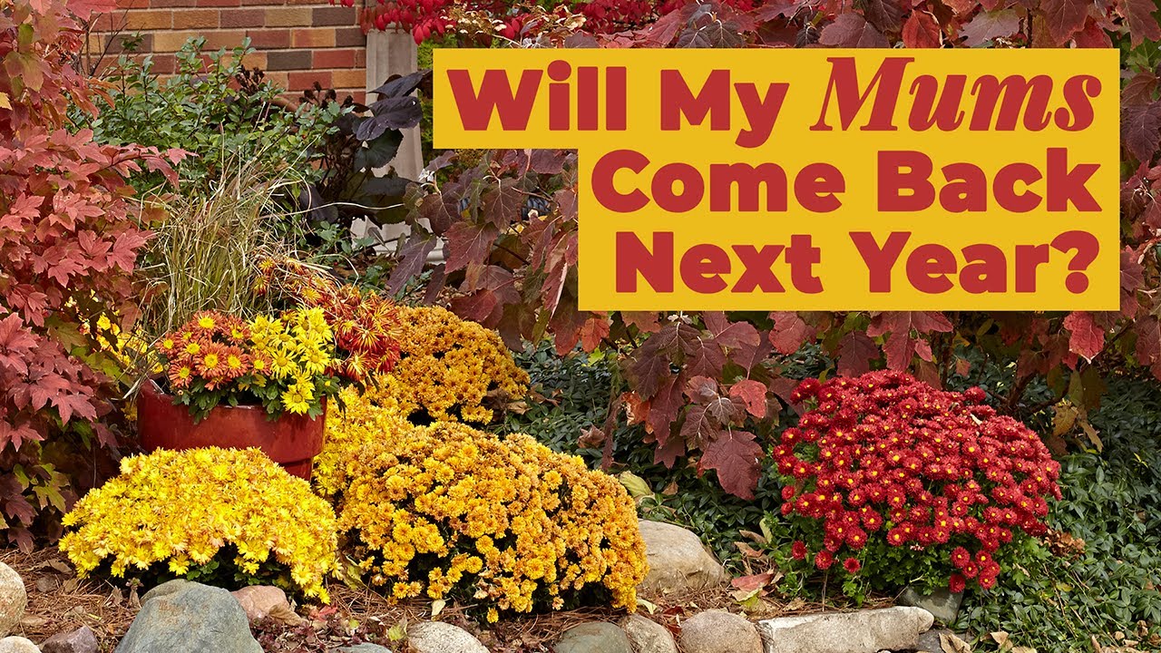 Will My Mum Come Back Next Year?