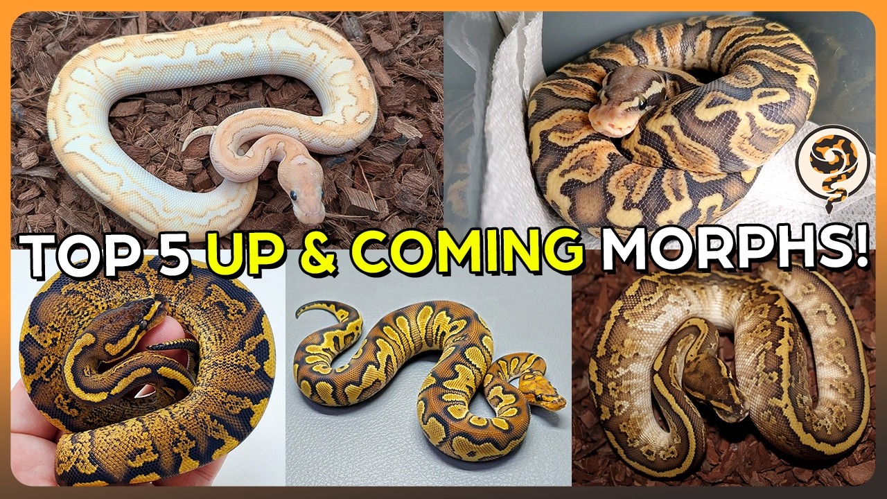Top 5 Up and Coming Ball Python Morphs for 2026 and beyond!
