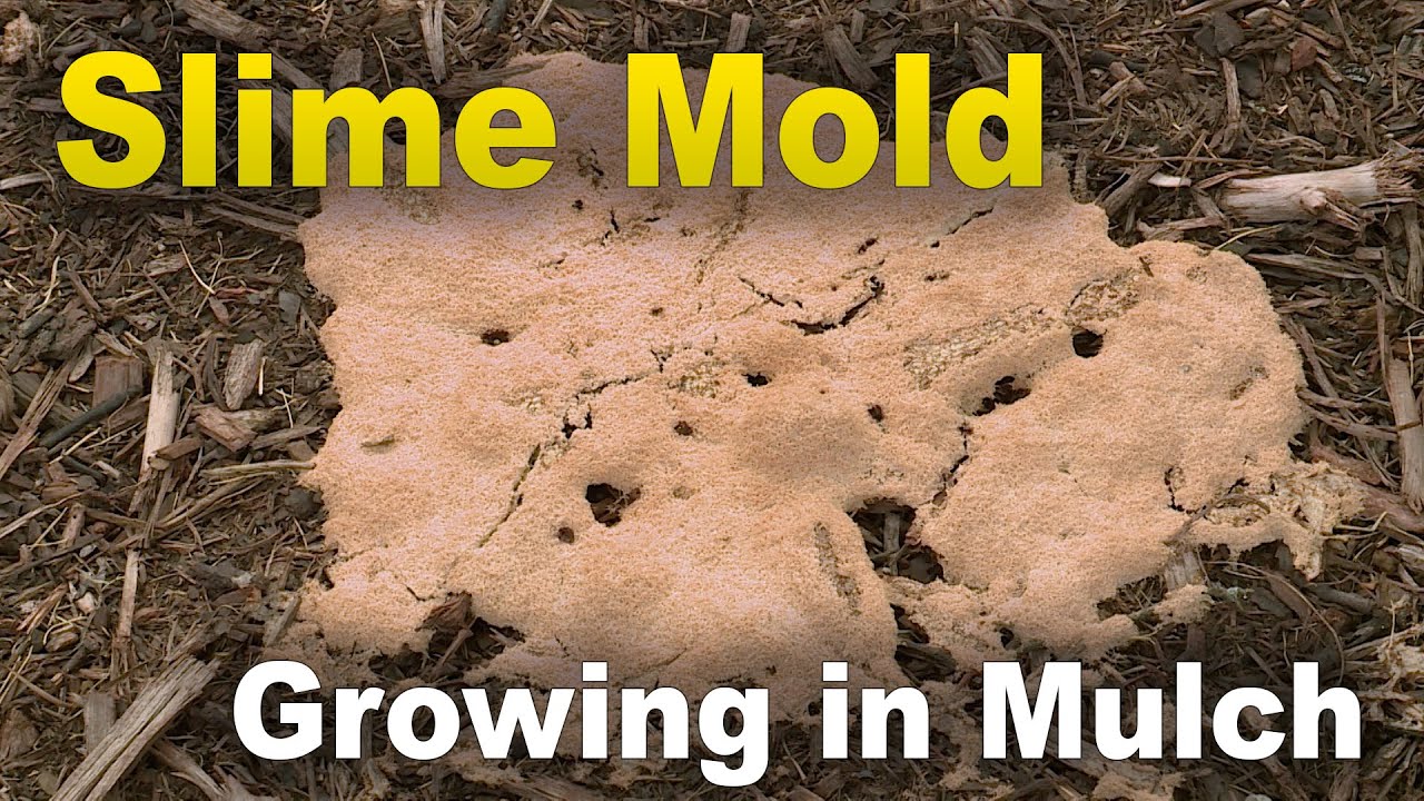 Slime Mold on Mulch – Garden Notes