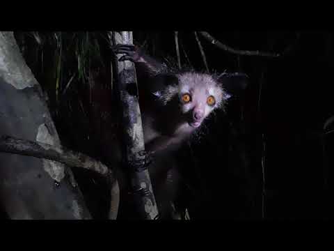 An encounter with an Aye Aye (Daubentonia madagascariensis)