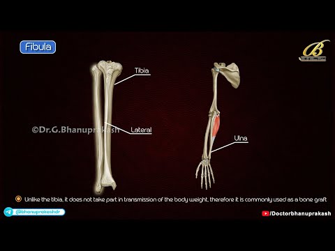 Osteology of Fibula: Gross Anatomy of Upper limb
