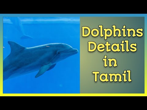 Dolphins Details in Tamil | More Info Tamil