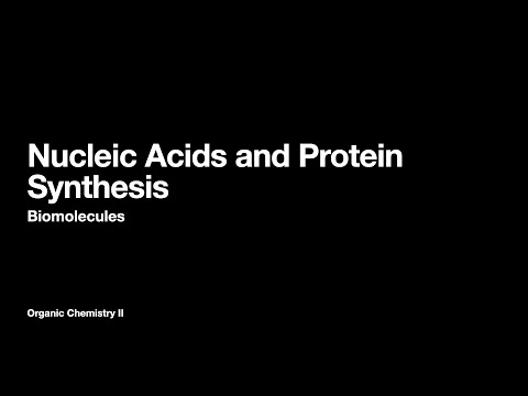 Nucleic Acids and Protein Synthesis | Biomolecules | Organic Chemistry II