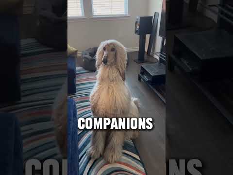 5 Most Popular Dog Names in the United States #dog
