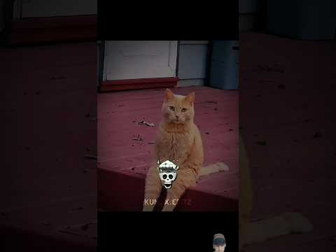Cats act like human#troolface #reels #memes
