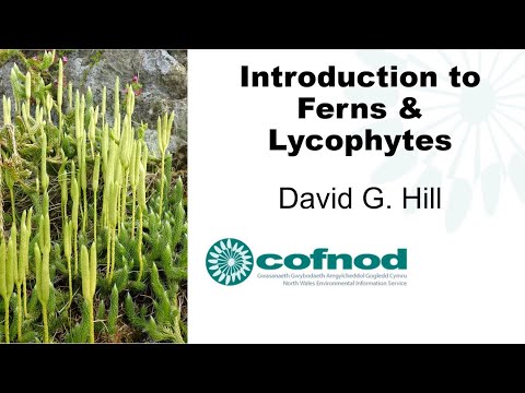 Introduction to ferns and lycophytes